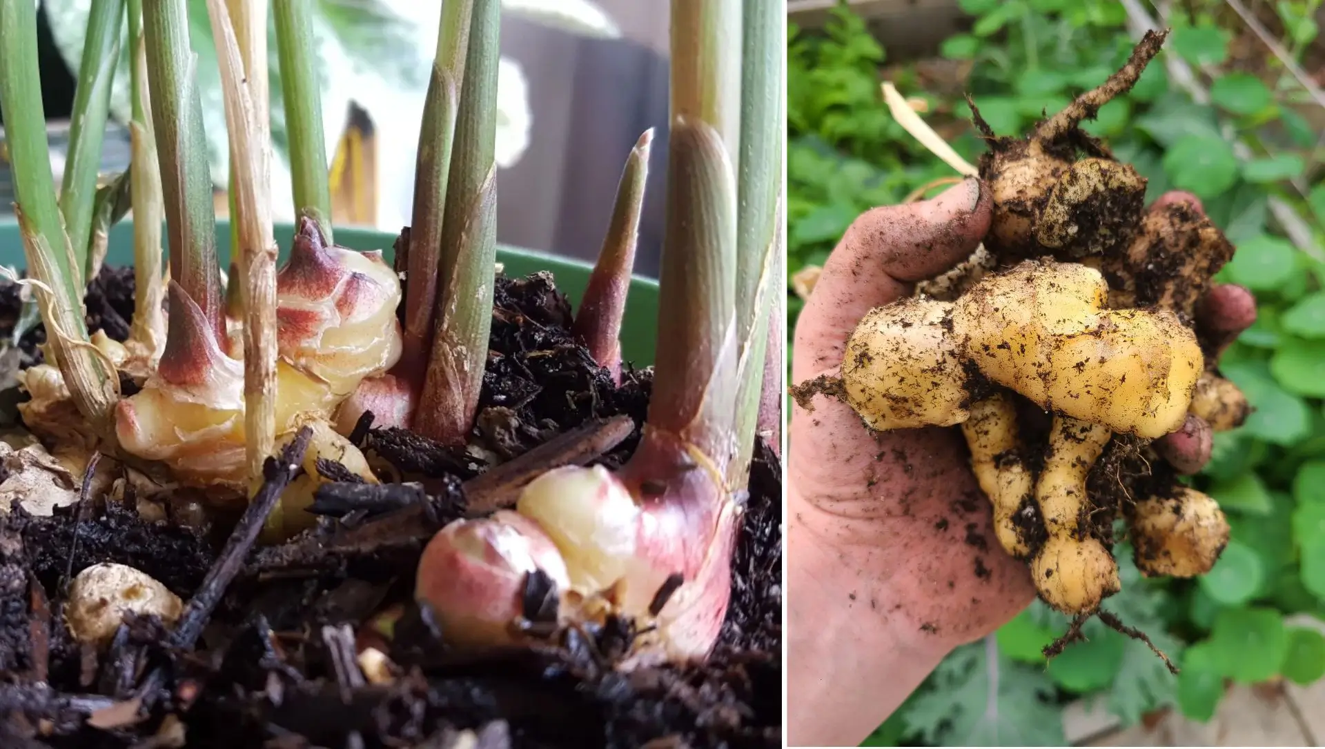 Como plantar gengibre: guia completo com passo a passo