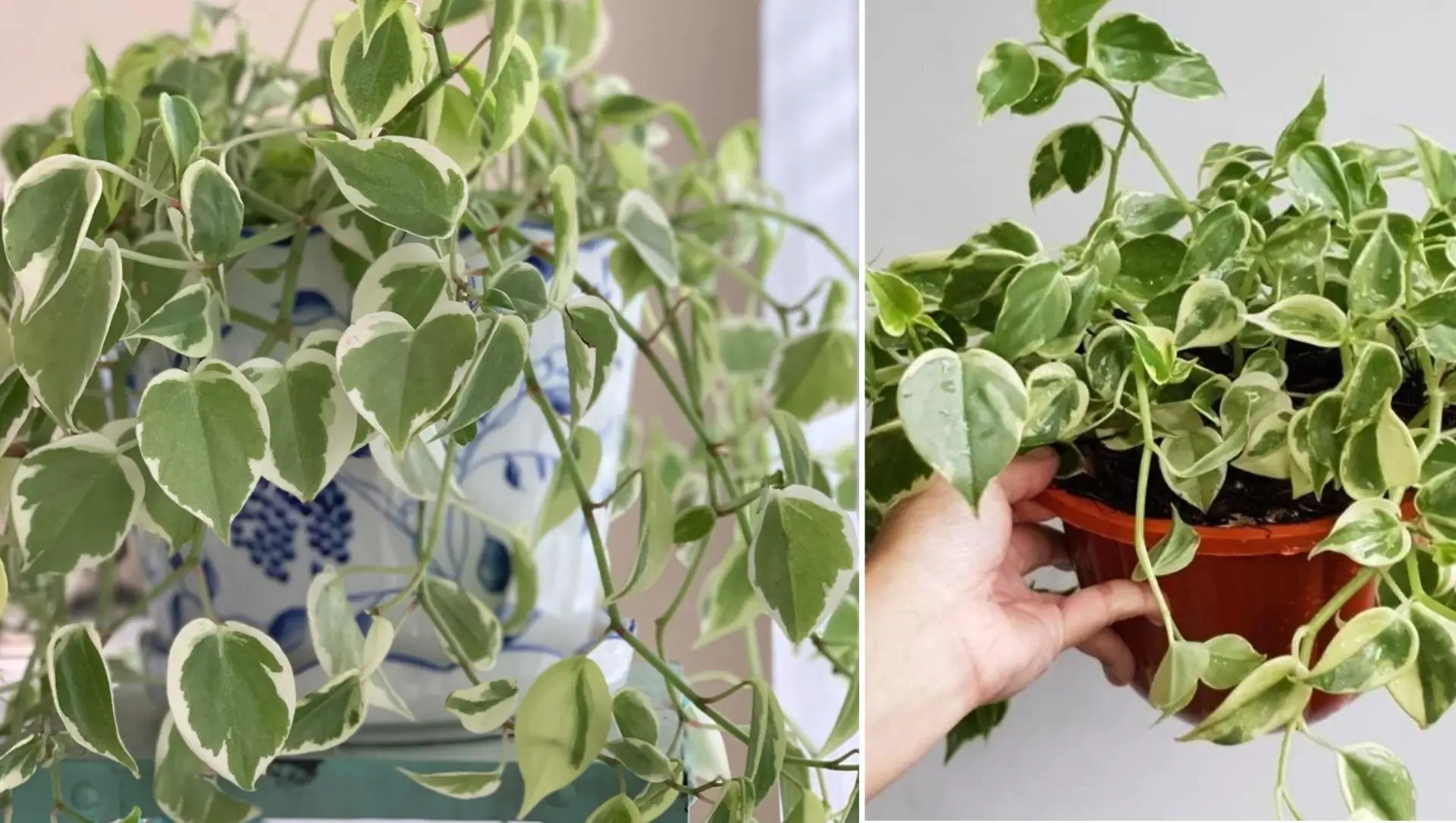 Como Cuidar de Peperomia Scandens: Garanta Folhagem Exuberante em Pouco ...