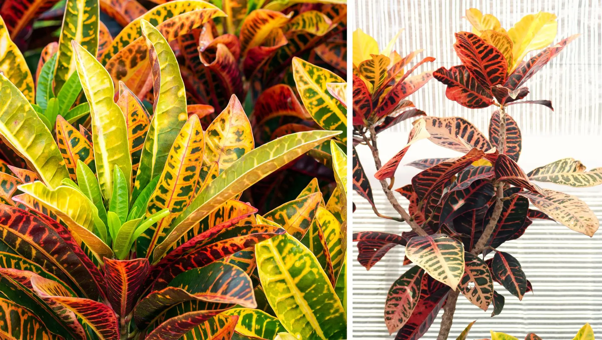 Croton: Como Cuidar e Manter as Cores Vivas da Planta