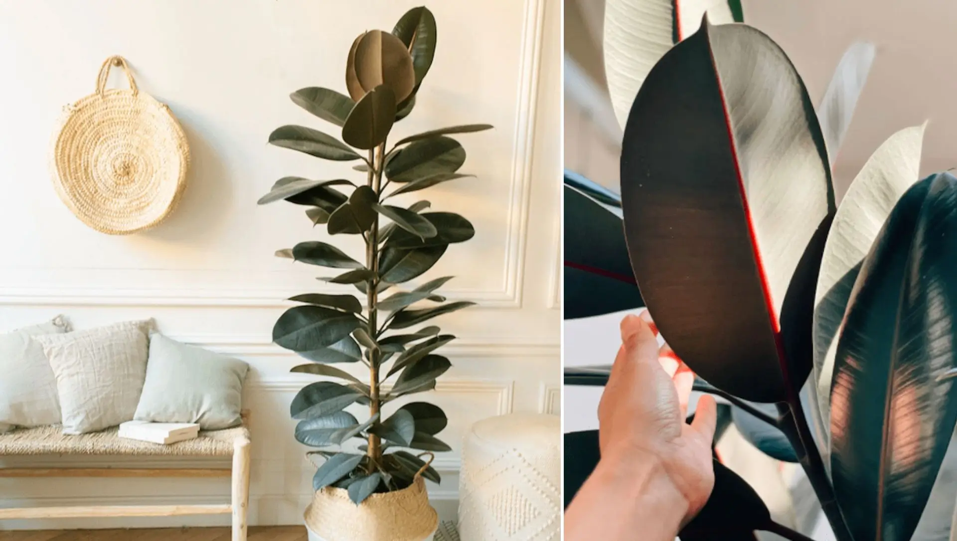 Ficus Elastica: Principais Tipos e Como Cuidar