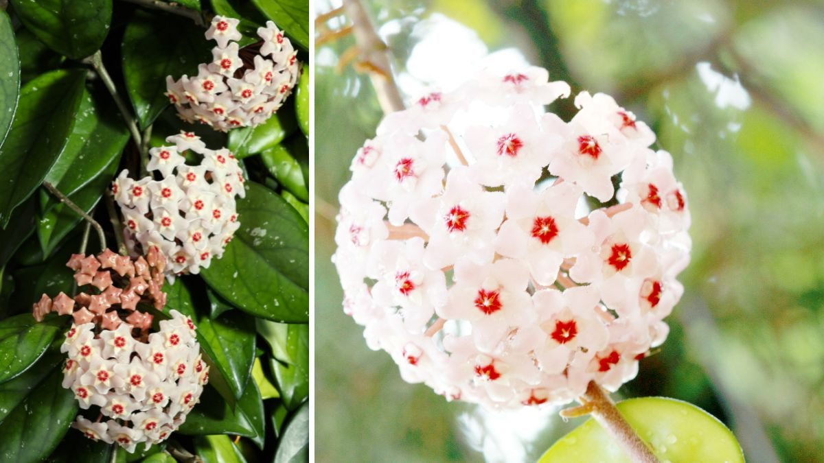 Como cuidar da flor de cera? Aprenda com 7 dicas práticas