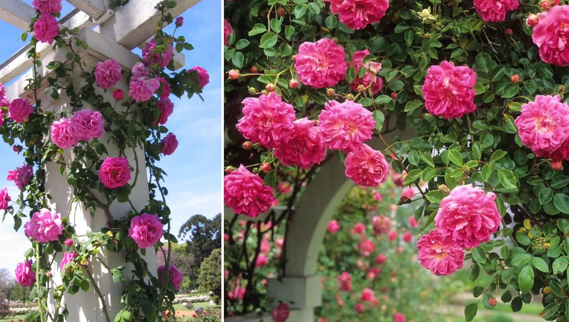 Rosa trepadeira: Como Cultivar e Ter Flores o Ano Todo