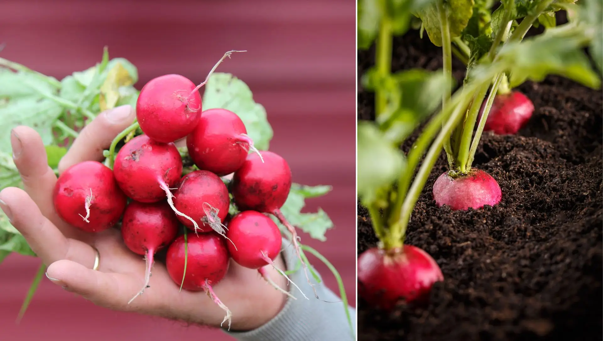 Como Plantar Rabanete e Colher em 30 Dias