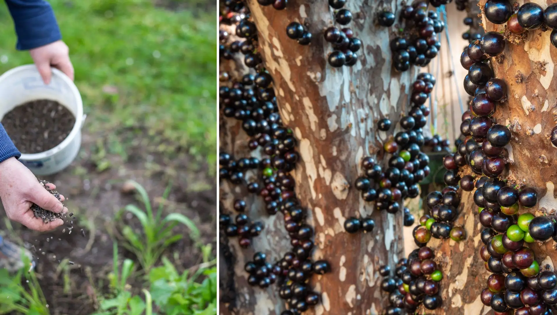 Como adubar a árvore frutífera: um guia para produzir muitos frutos