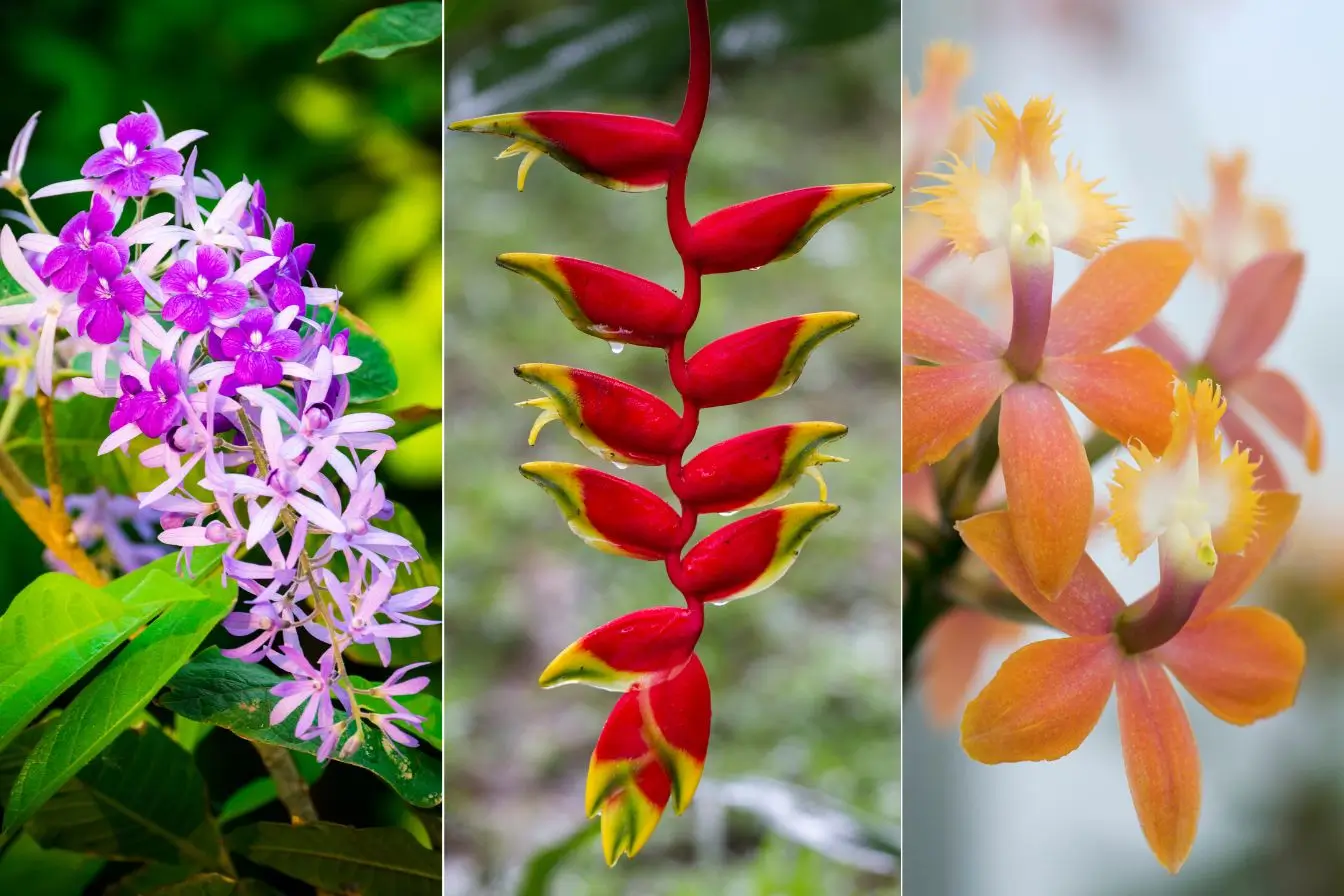 16 Flores brasileiras nativas para ter no seu jardim