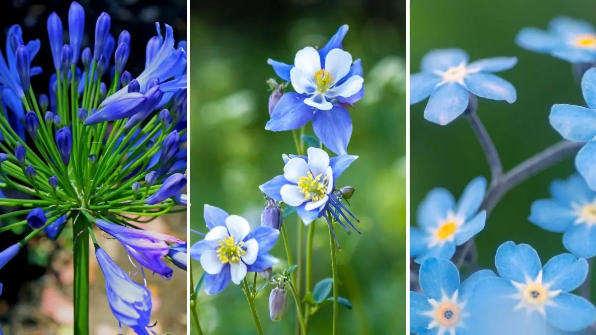 Flor Azul: 11 Plantas Para Você Cultivar no Jardim