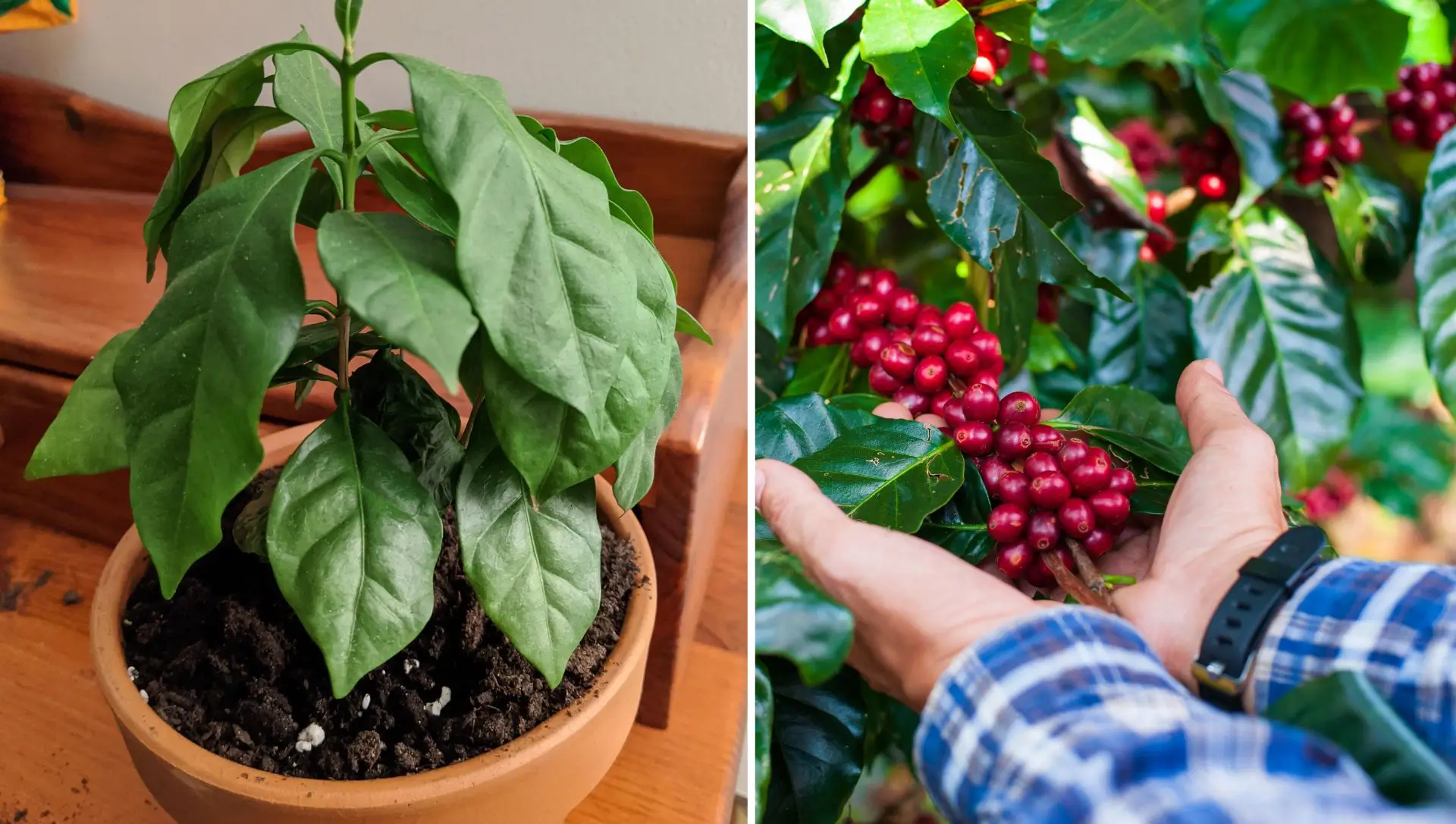 Como Plantar Café em Vaso: Guia Completo para Cultivar em Casa