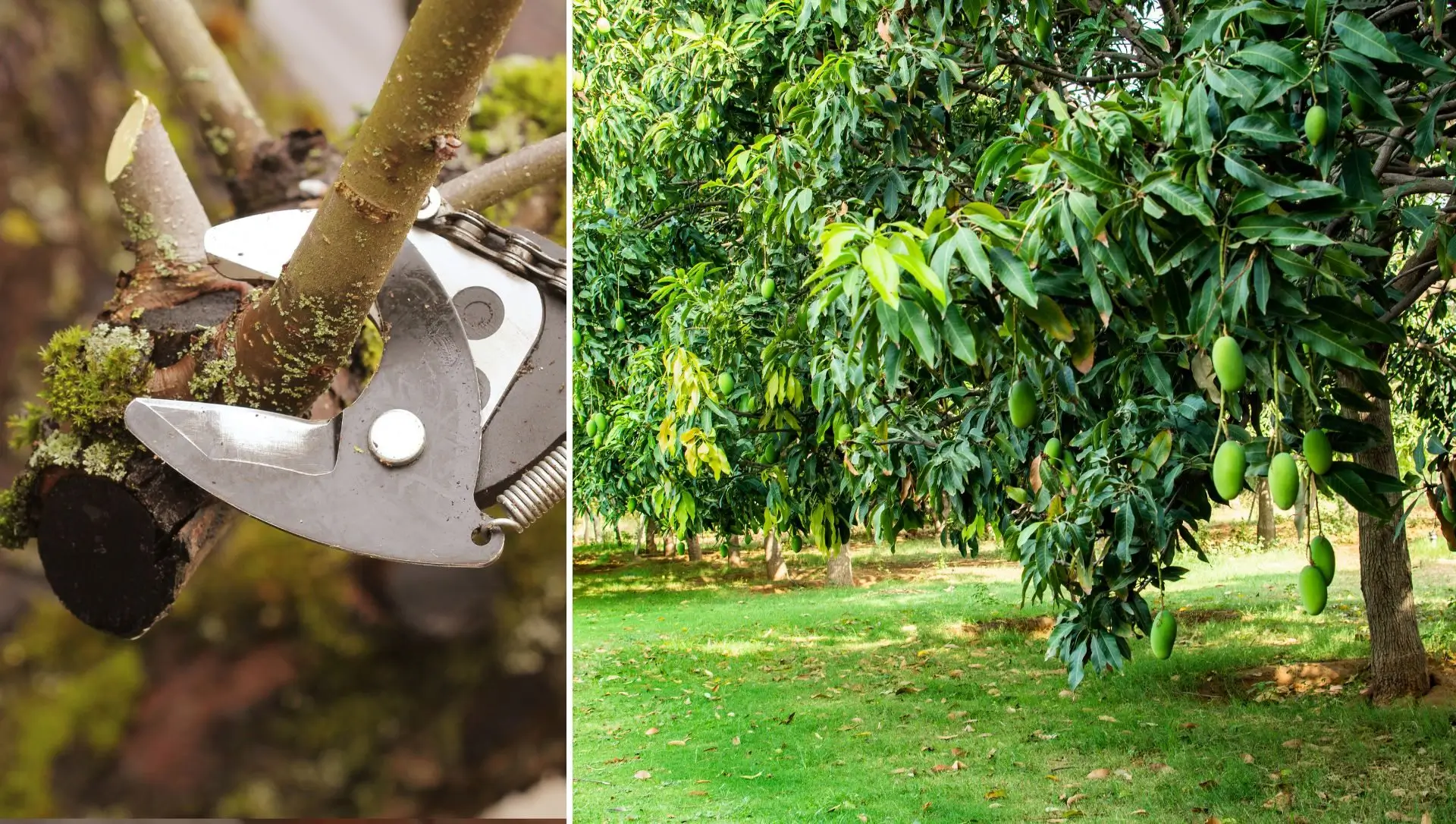 Como podar árvores frutíferas: descubra 3 técnicas