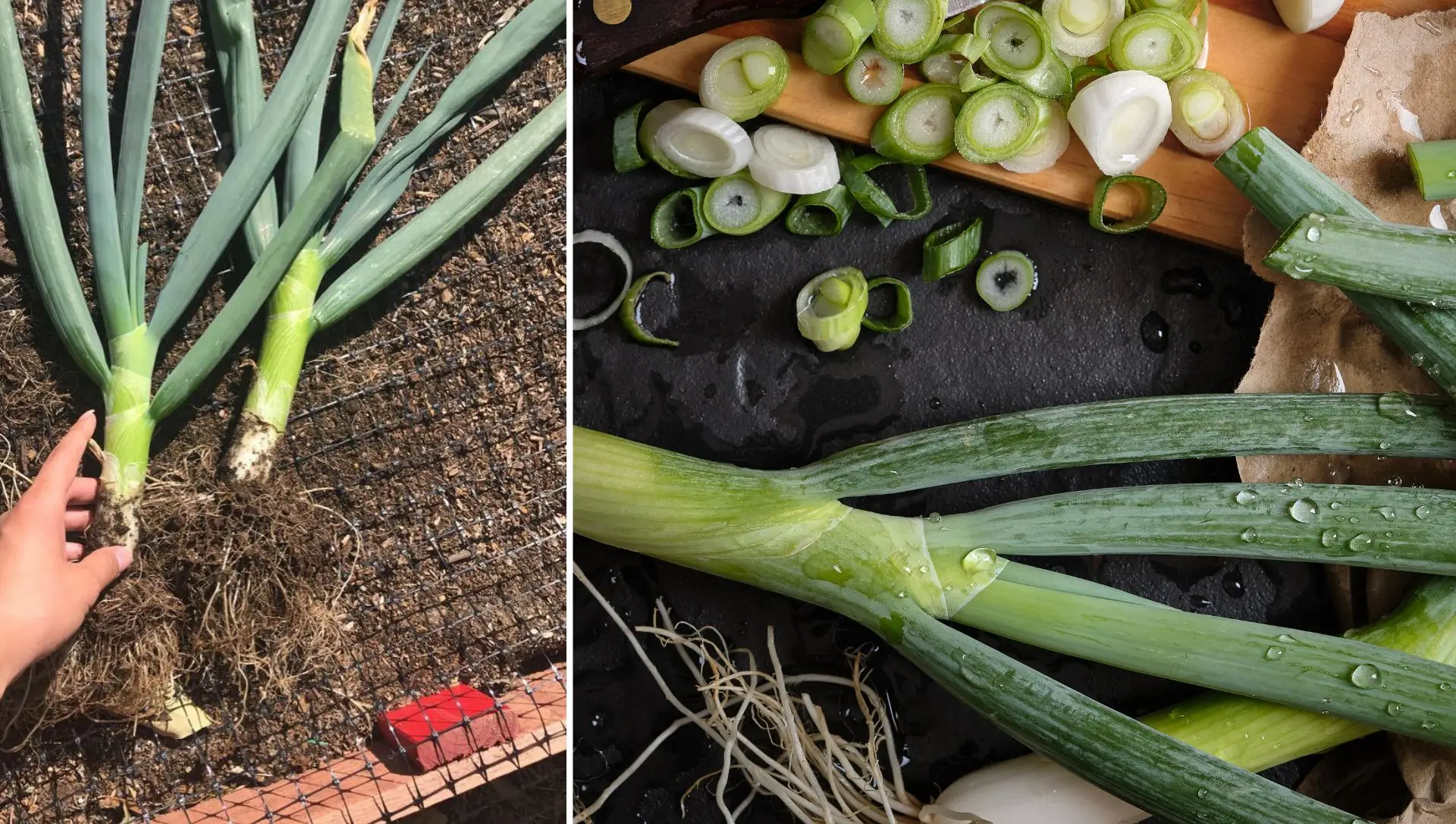 Cebolinha Gigante: descubra como cultivar super legumes