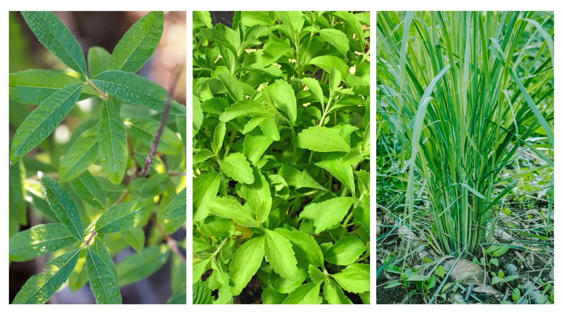 20 Ervas para fazer chás que você deve ter no jardim