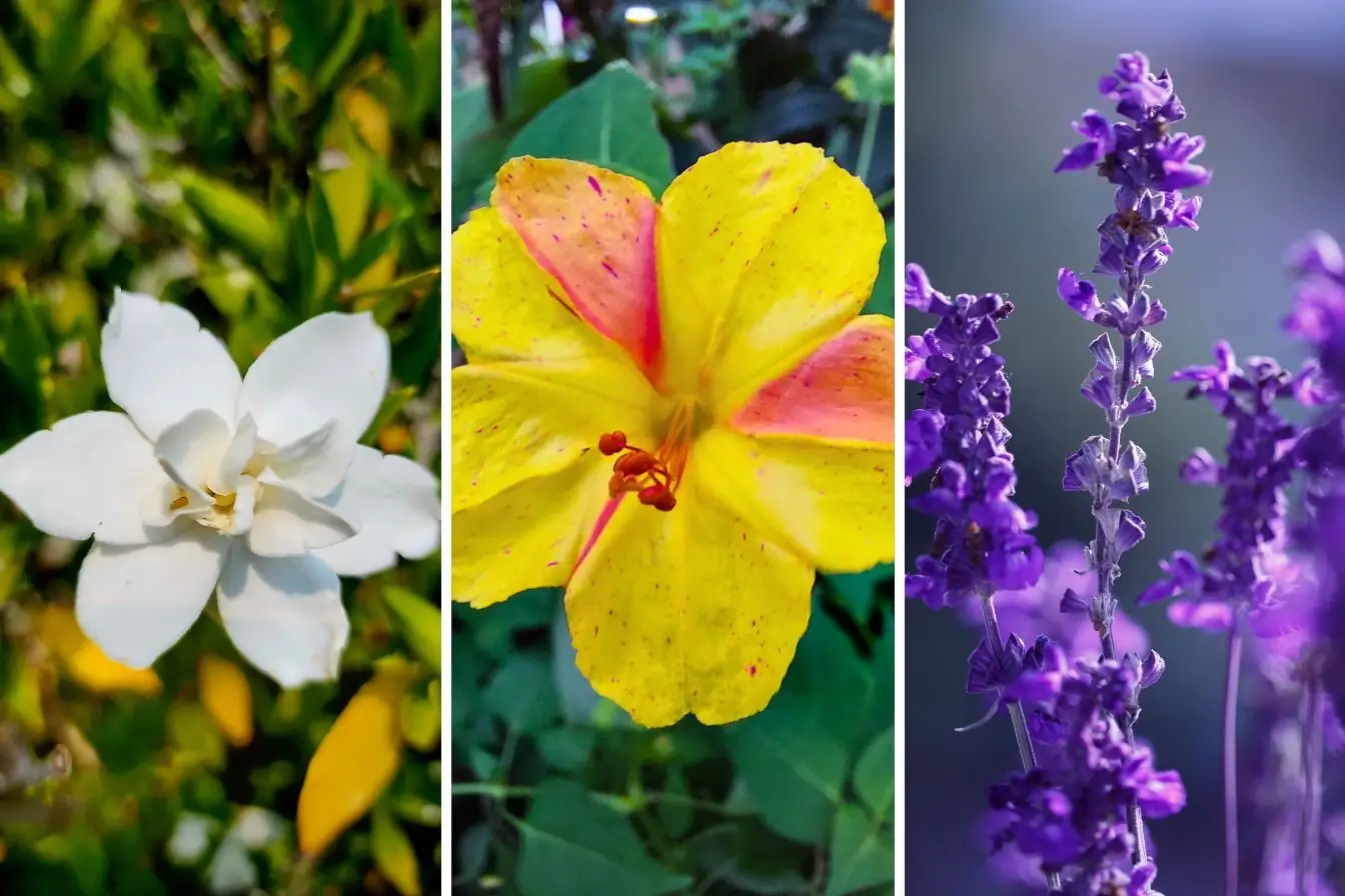 As 14 Flores mais perfumadas para deixar a casa cheirosa
