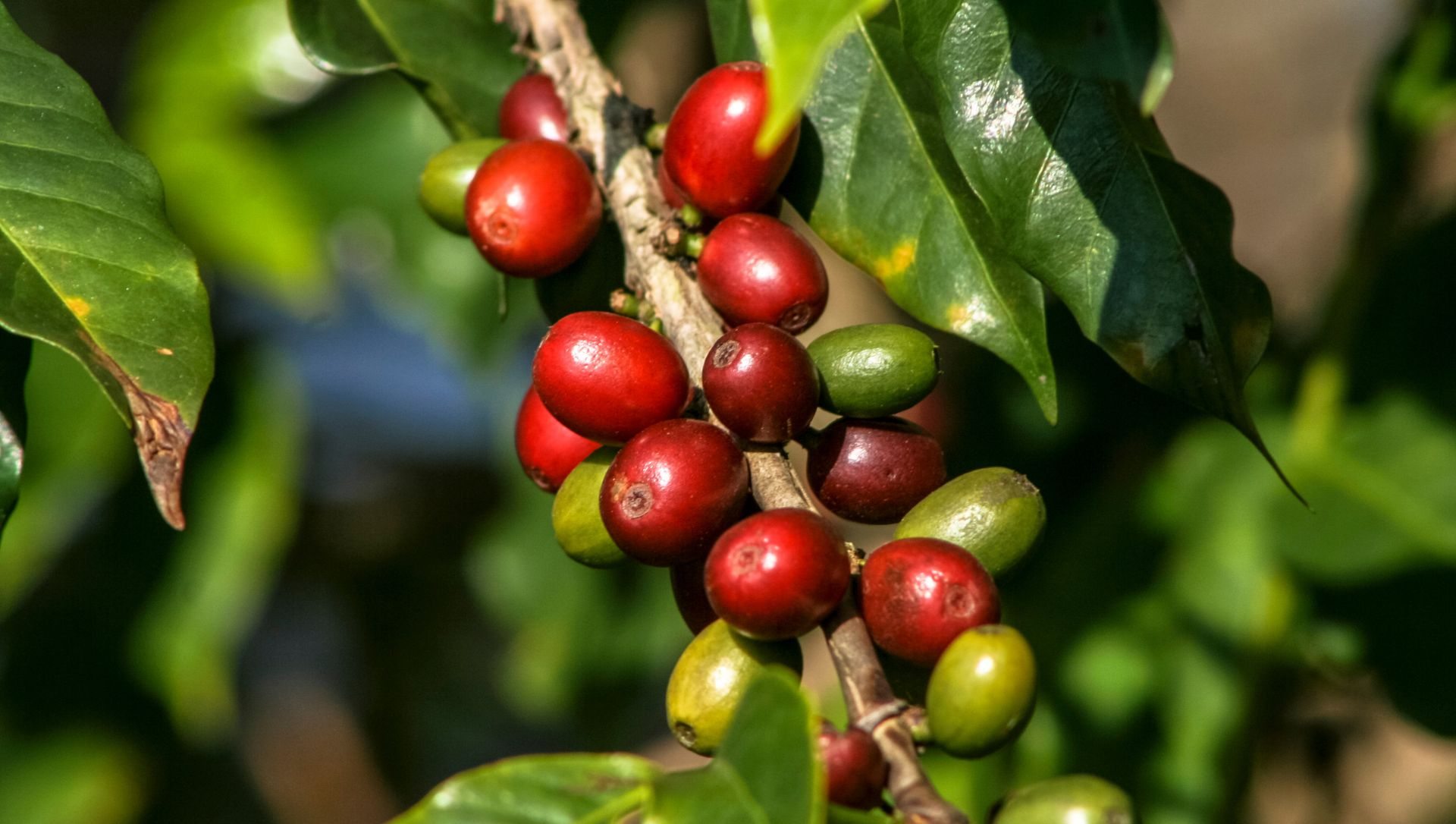 Como Plantar Café em Vaso: Guia Completo para Cultivar em Casa