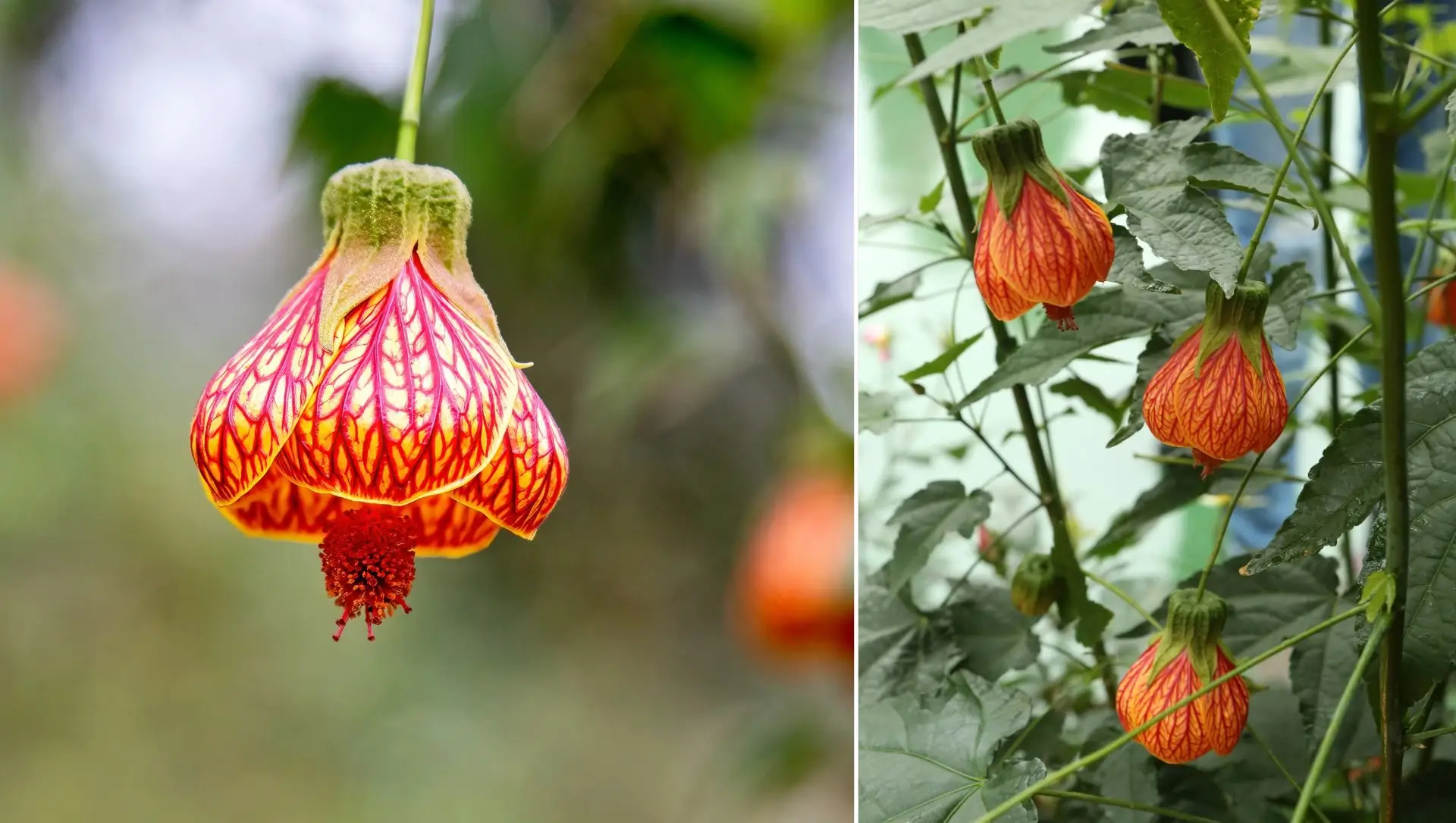 Lanterna Chinesa: significado e cuidados com a planta exótica