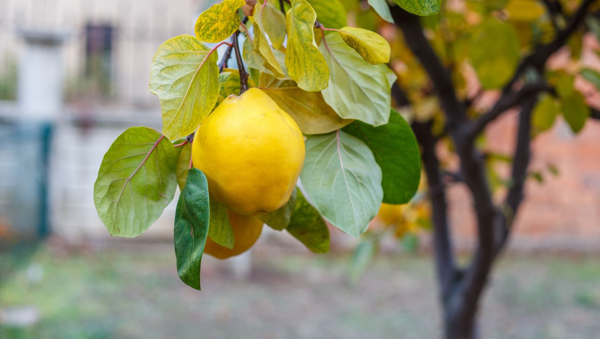 7 frutíferas resistentes ao frio para plantar no inverno