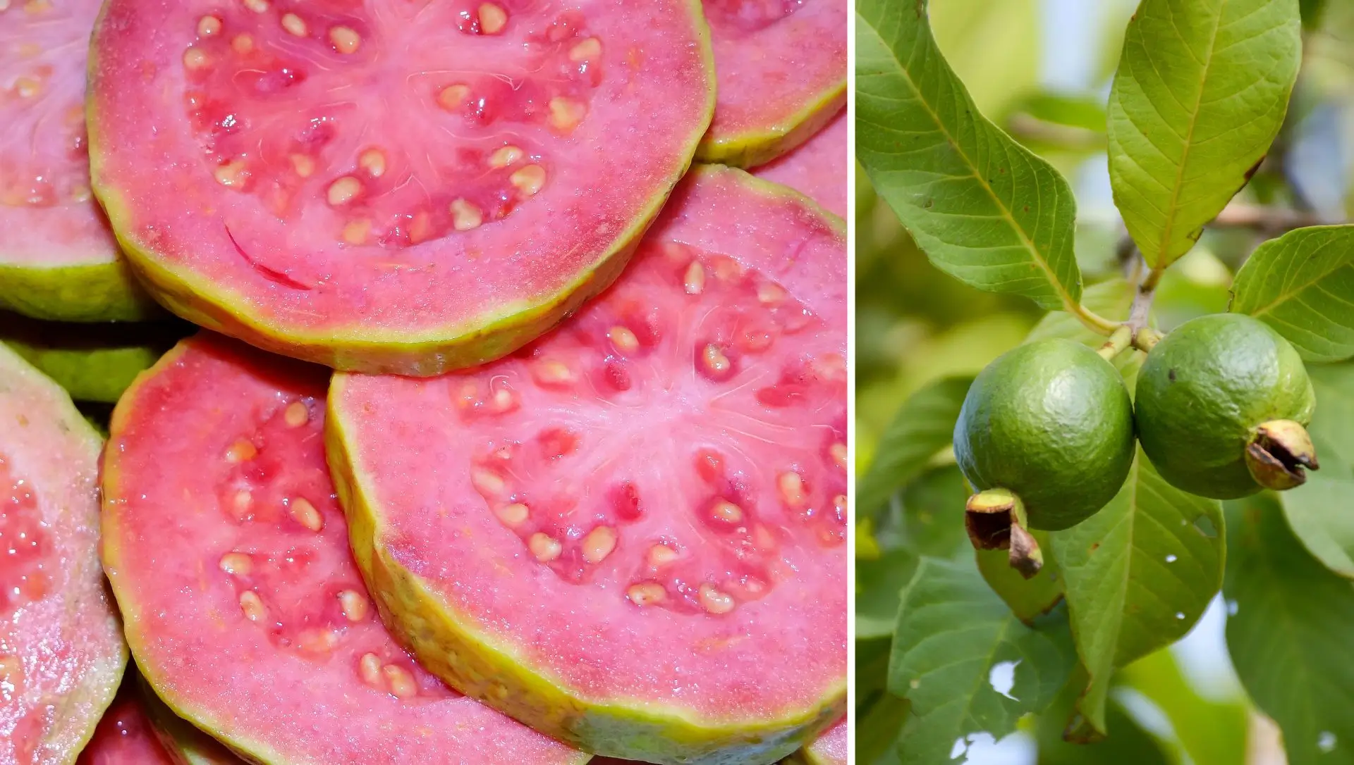 Como plantar goiaba e ter a fruta em casa o ano todo