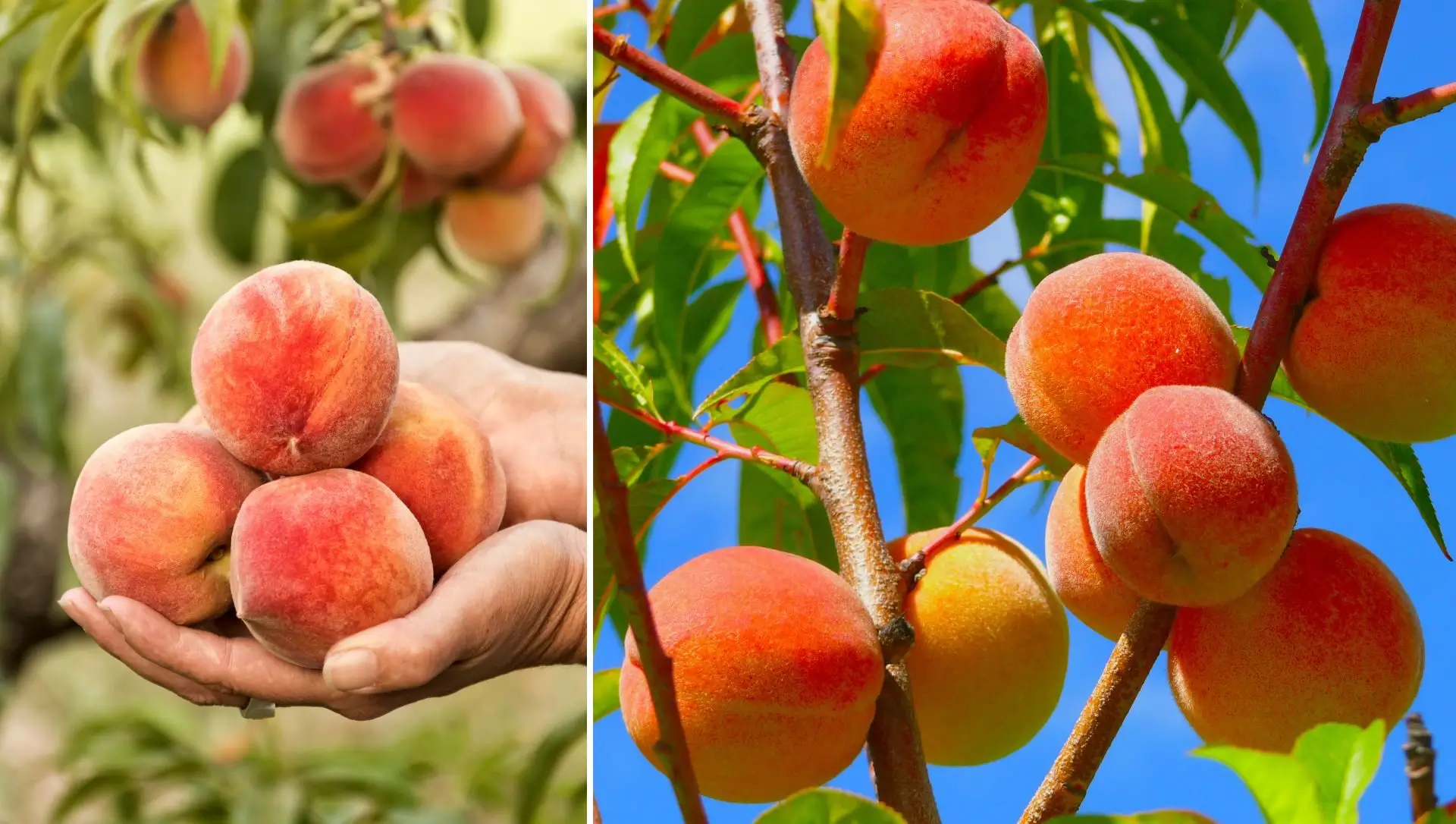 Como plantar pêssego pelo caroço em 10 passos simples e eficazes
